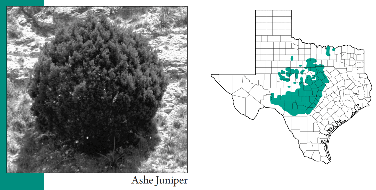 Map Of Location Of Juniper Berries